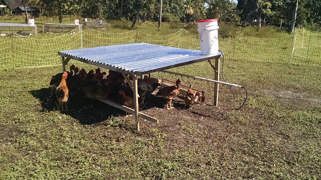 PPT053: Feeding People and Creating Jobs with New Roots Farm – Pastured ...