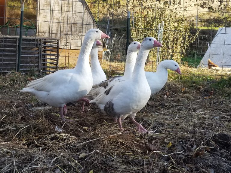 PPT097: Looking forward to Goose Day with Cotton Patch Geese – Pastured ...